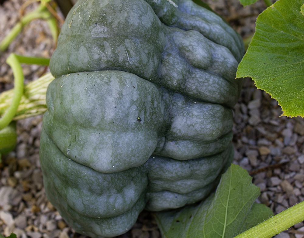 Rurification | Robin Edmundson: New Squash - Queensland Blue