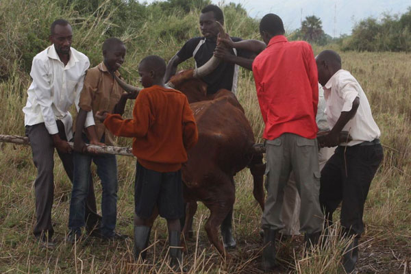 FELIX INNOVATIONS: Agony as Ntoroko loses 15,000 cattle to drought