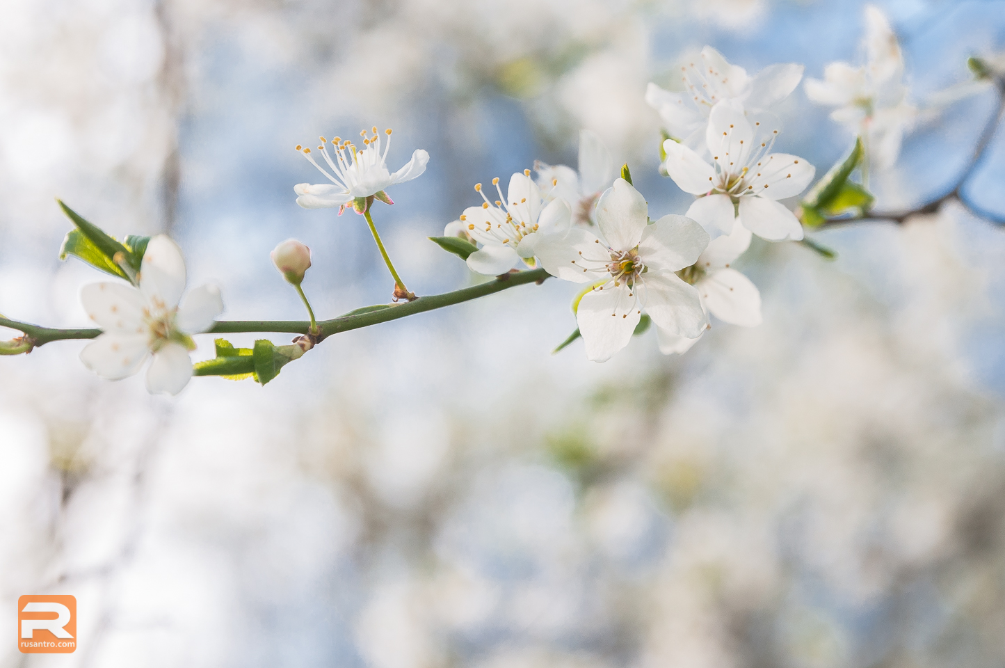 Ziedošais pavasaris
