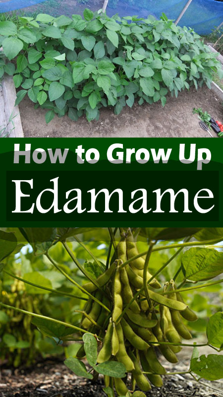 How to Grow Edamame, Tips For Growing and Harvesting Edamame ...
