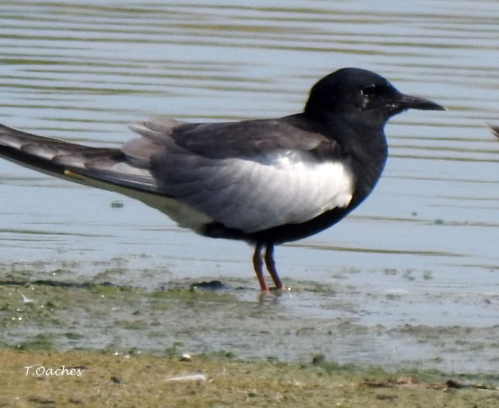 PASARI DIN ROMANIA: CHIRIGHITA CU ARIPI ALBE, Chlidonias leucopterus