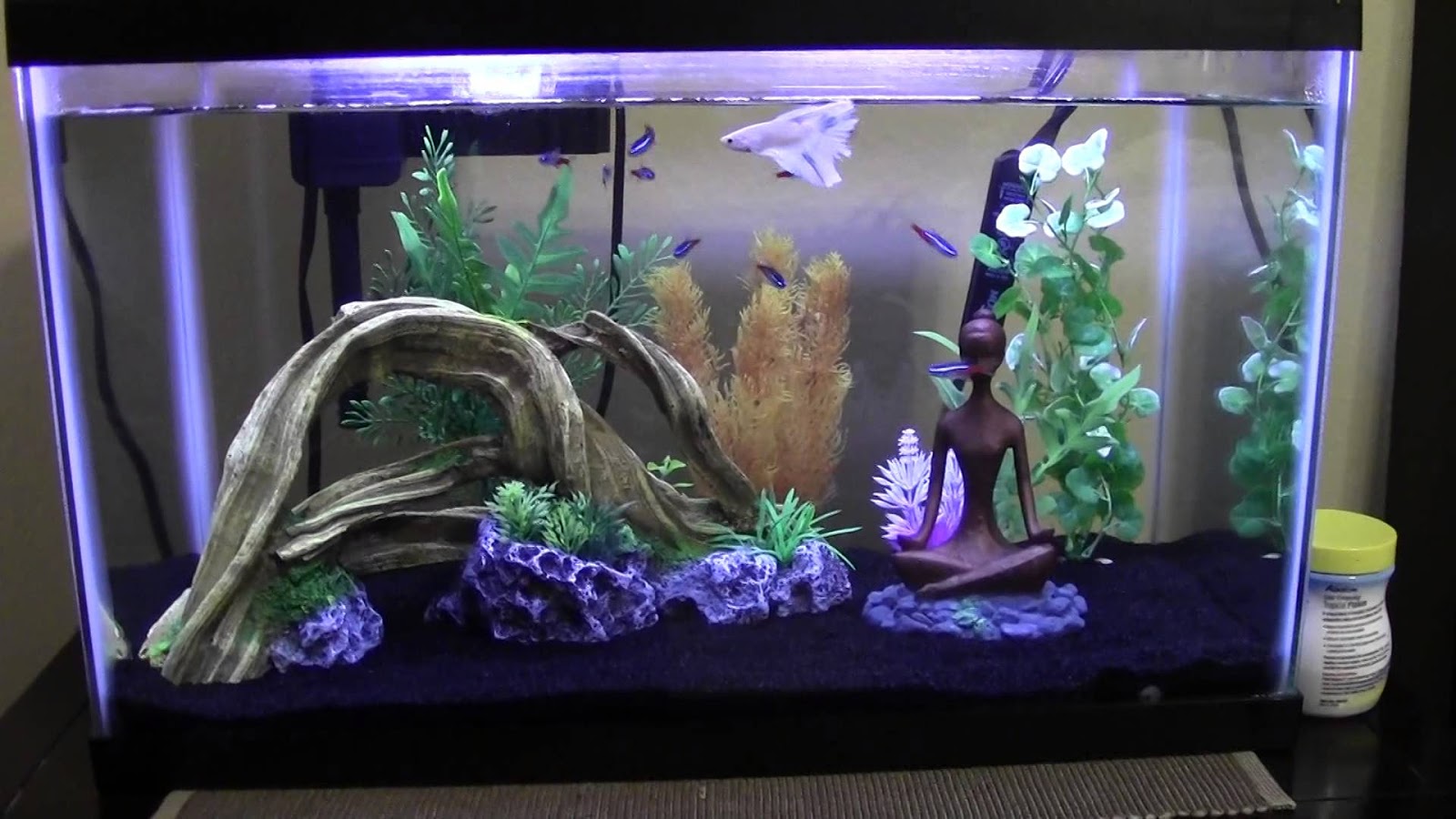 How to Set up Fish Tank Properly: How to Set up an Aquarium