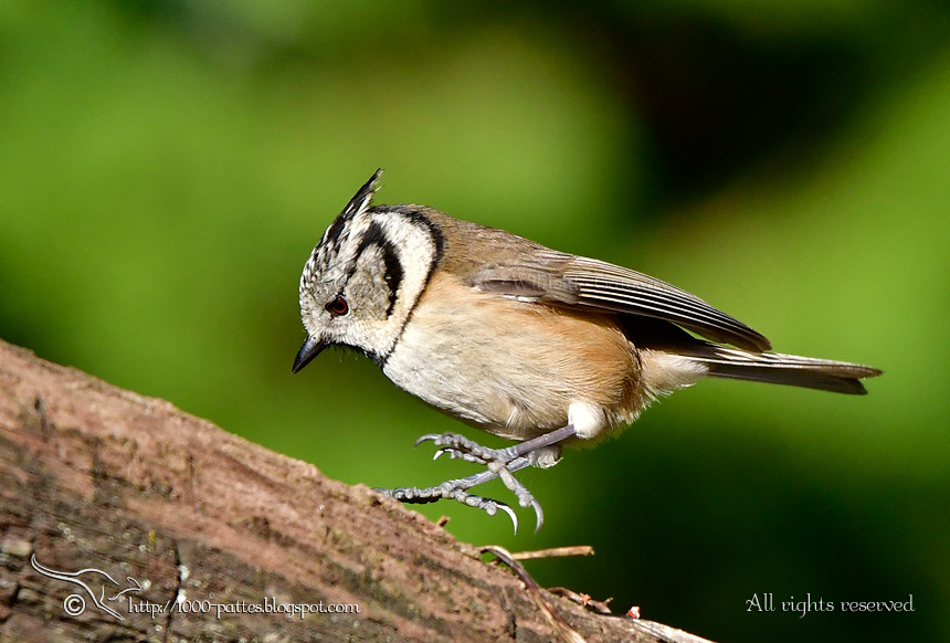 WILDLIFE GATEWAY: Mésanges du jardin
