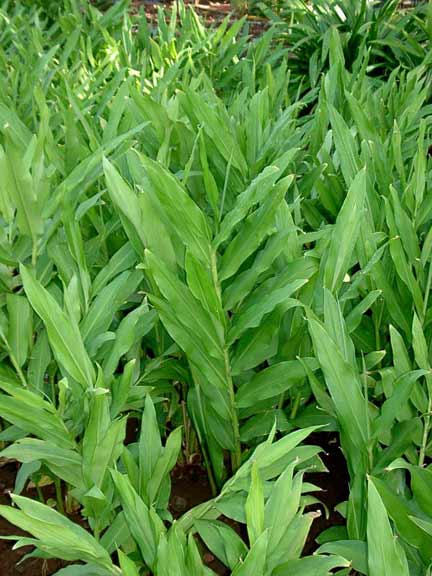 Nandanvan: White Ginger Lily (Hedychium coronarium)