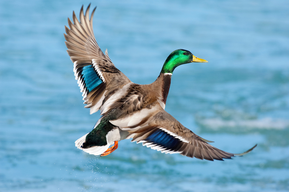 Sobre esto y aquello: Gracias a los patos