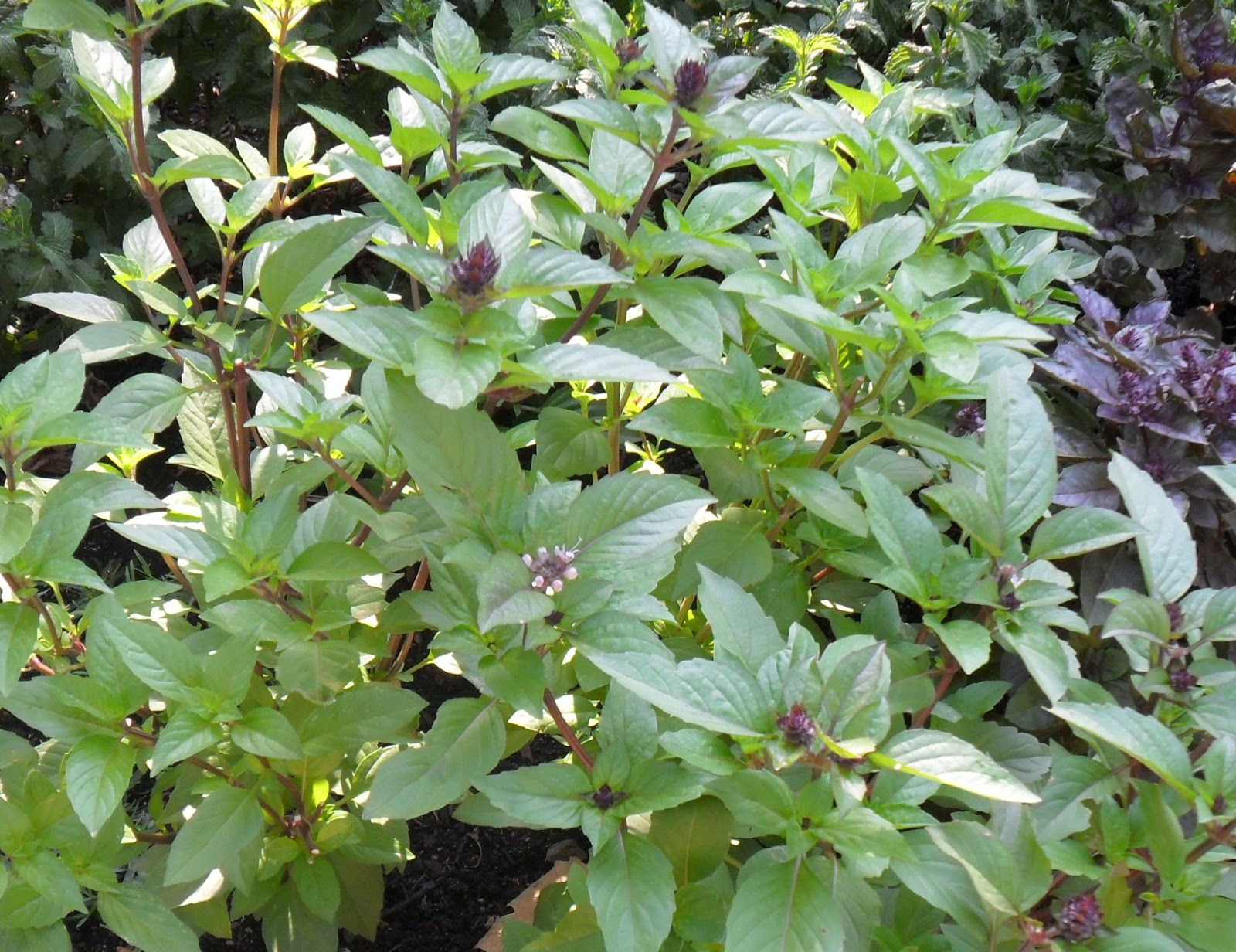 Backyard Patch Herbal Blog: Cinnamon Basil Mini Herb of the Week Post