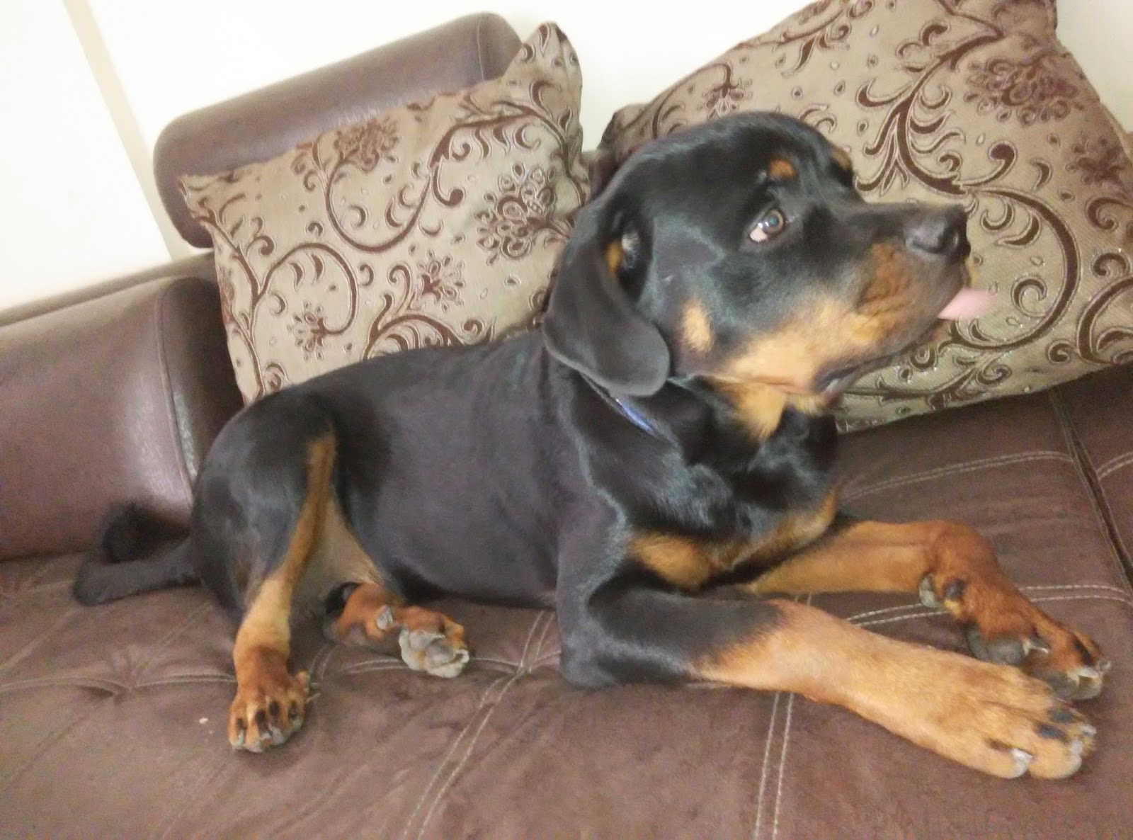 Leo - The Rottweiler: 8 Months Old Rottweiler Puppy Pics