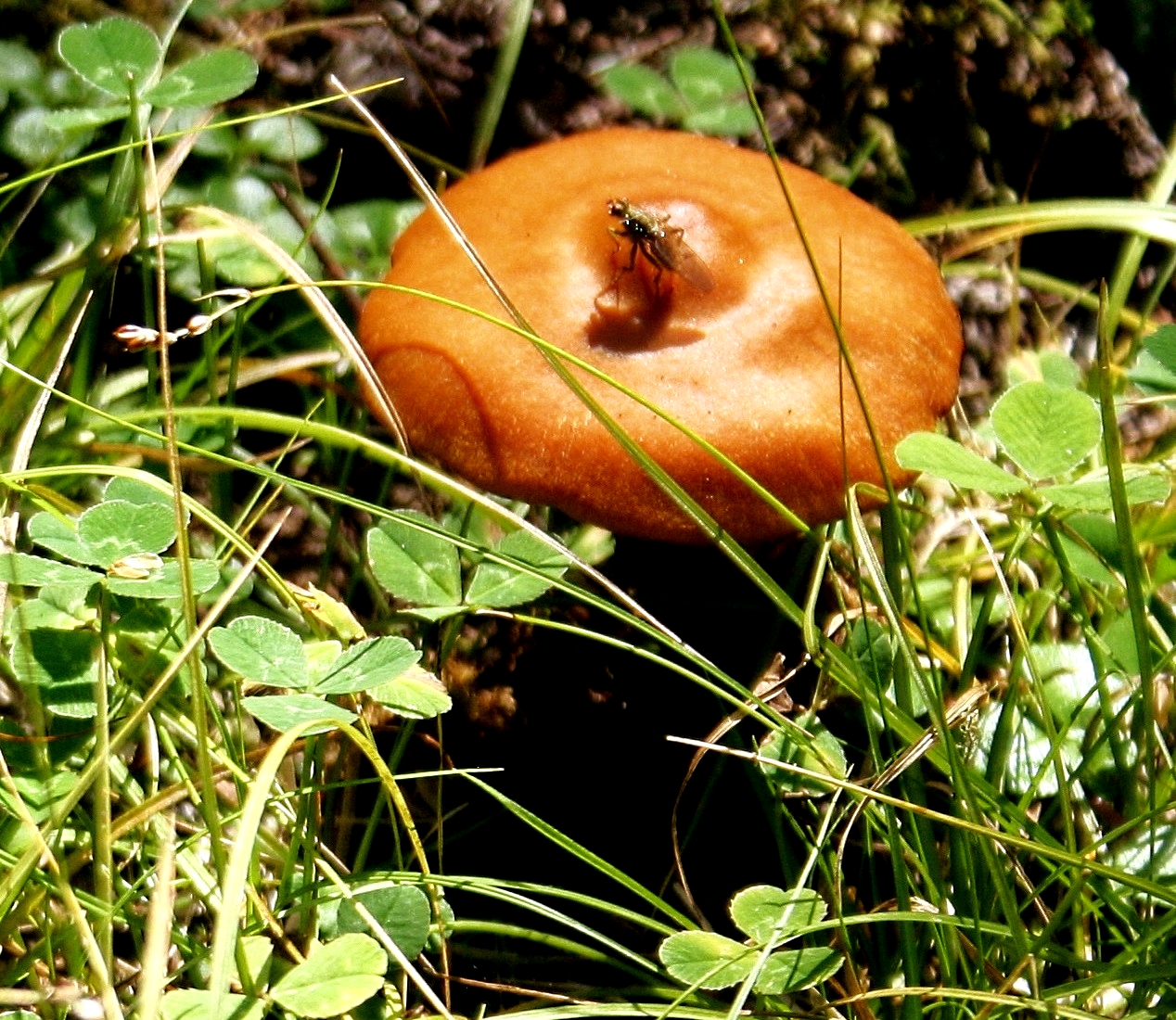 Mushrooms and Fungi of the Bighorn Mountains: Rust colored mushrooms