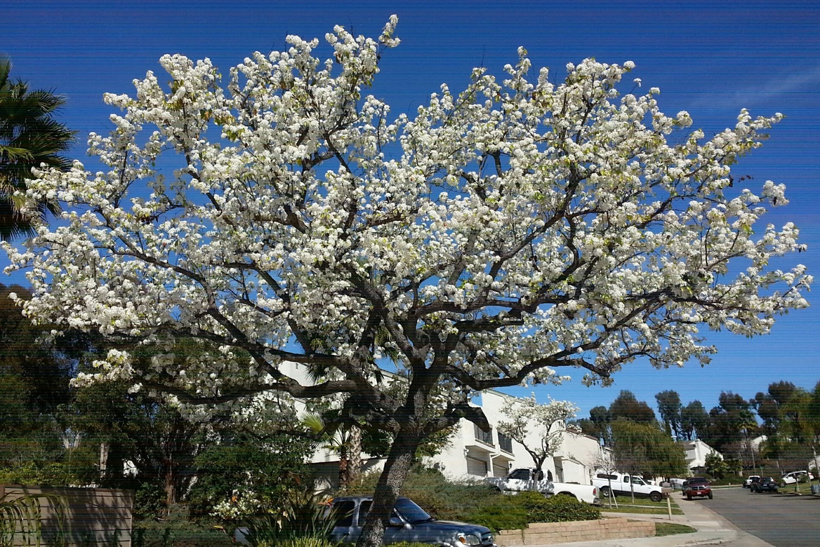 The 2 Minute Gardener: Photo - Evergreen Pear Tree (Pyrus kawakamii)