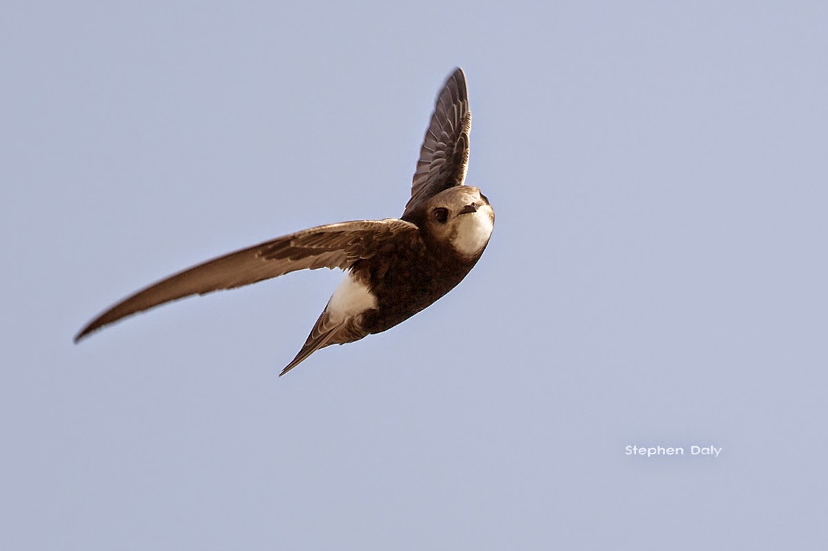 Little Swifts, Chipiona, Cadiz province, Spain | Focusing on Wildlife