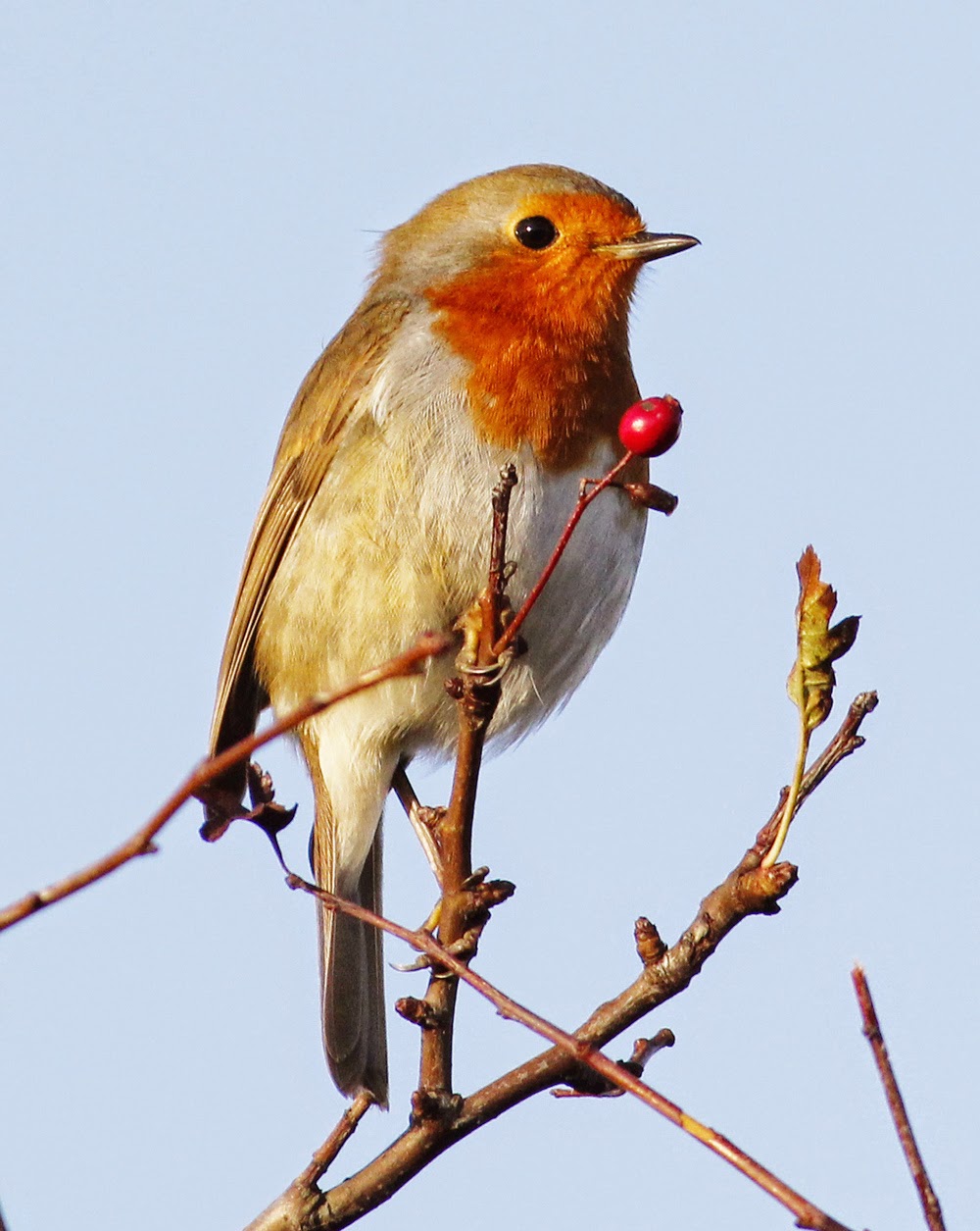 Another Bird Blog: A Wednesday Wander