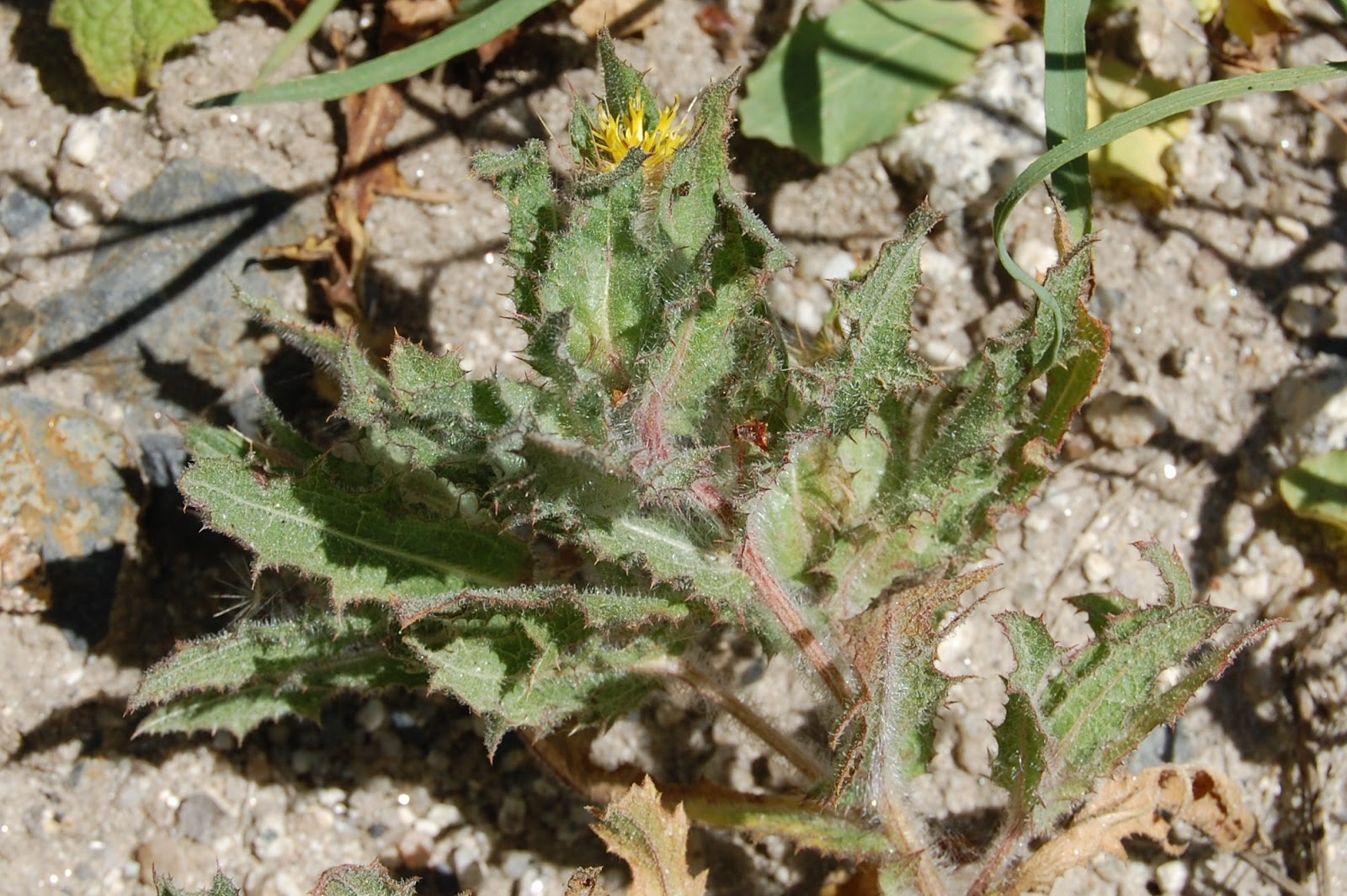 Plantas: Beleza e Diversidade: Cardo-santo (Cnicus benedictus)