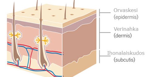 Tehtäviä : ihon rakenne ja tehtävä.