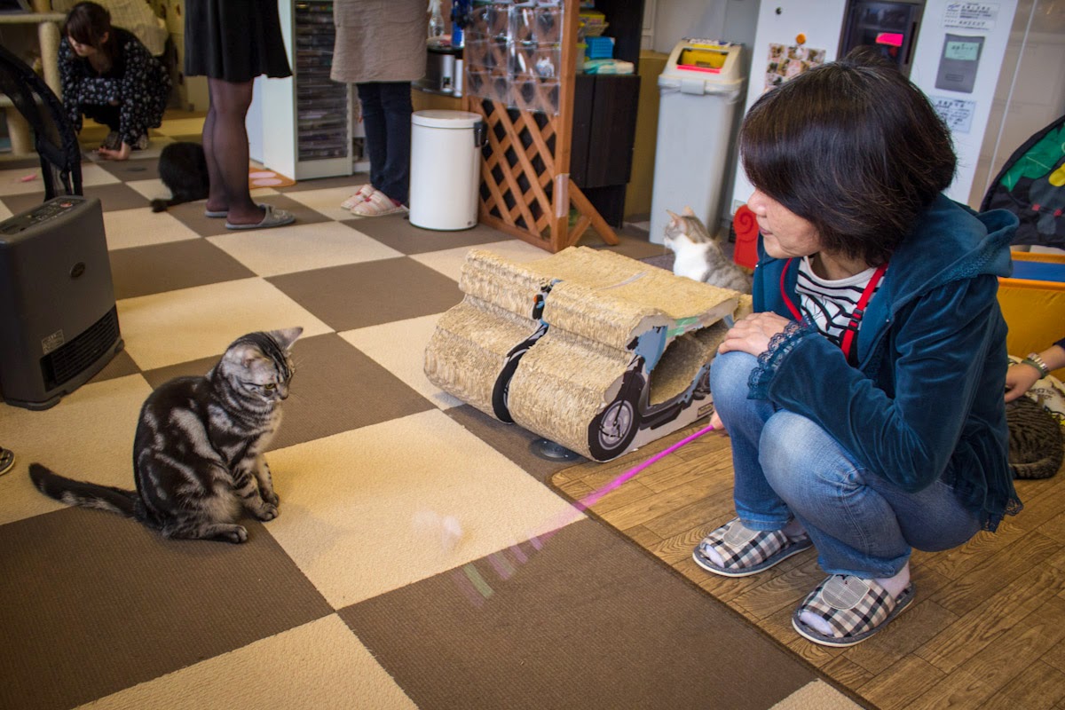 Arrrghhhh...takutnya Dengan Kucing!! | SCRATCH | PetFinder.my WAGazine