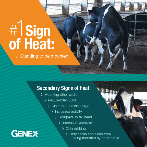The GENEX Blog: Why Am I Not Finding Cows in Heat