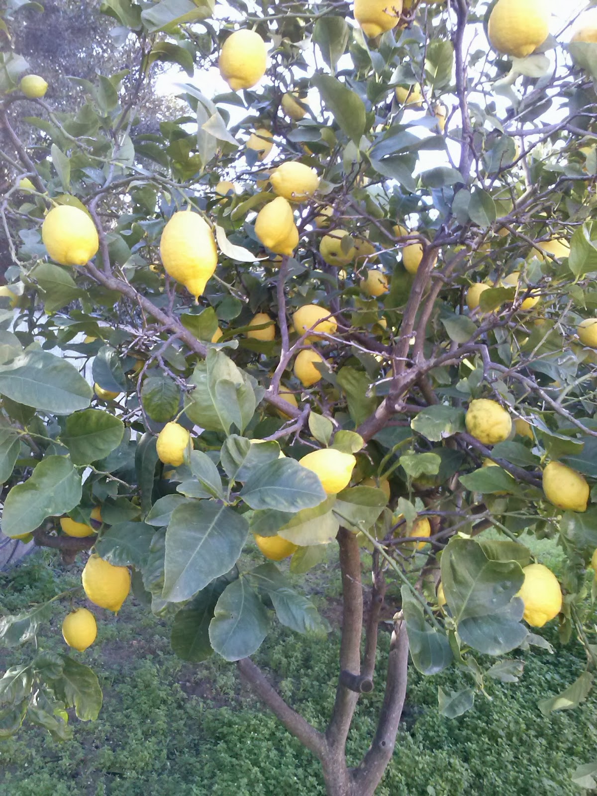 Travelogue Sardinia - Italy: Lemon & mandarin orange
