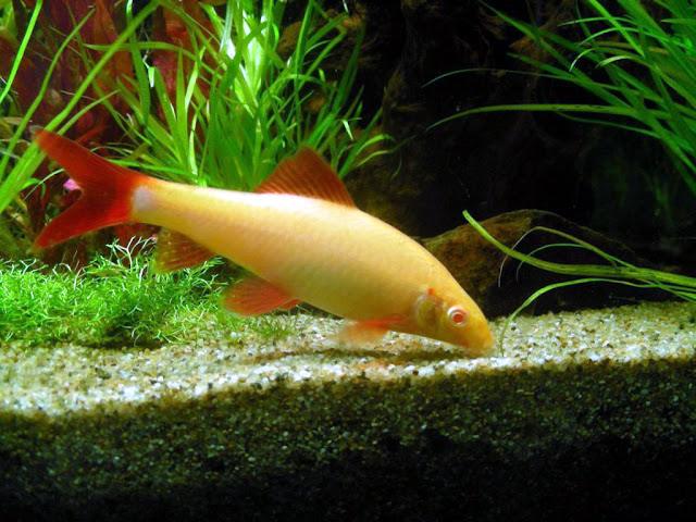 All Awares: Columbian shark fish in yellow colour, Beautiful Columbian ...