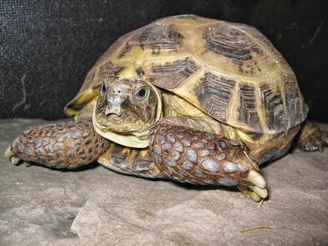ANIMAL: La Tortuga Rusa