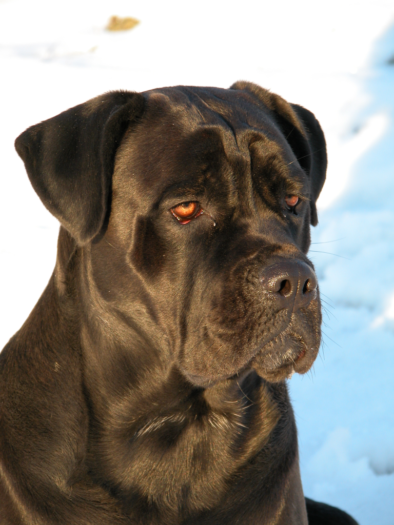 Guia de Raças: Cane Corso - Cãomante