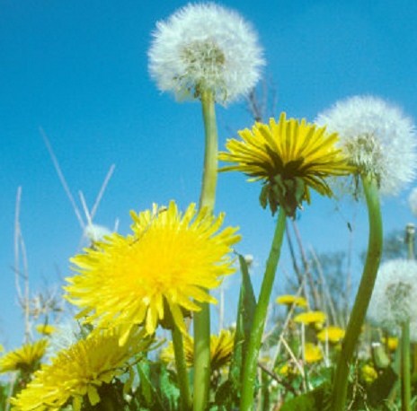 Tanaman Bunga Dandelion dan Manfaatnya