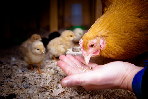 Macam-macam Pakan Ternak