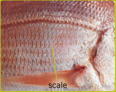Mi primer año en Red XXI: VERTEBRATES - FISH and AMPHIBIANS (Science Y5)