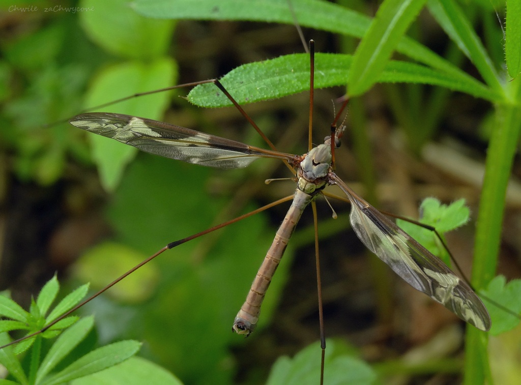Chwile zaChwycone: Pan Nadwodnik i pani Komarnica