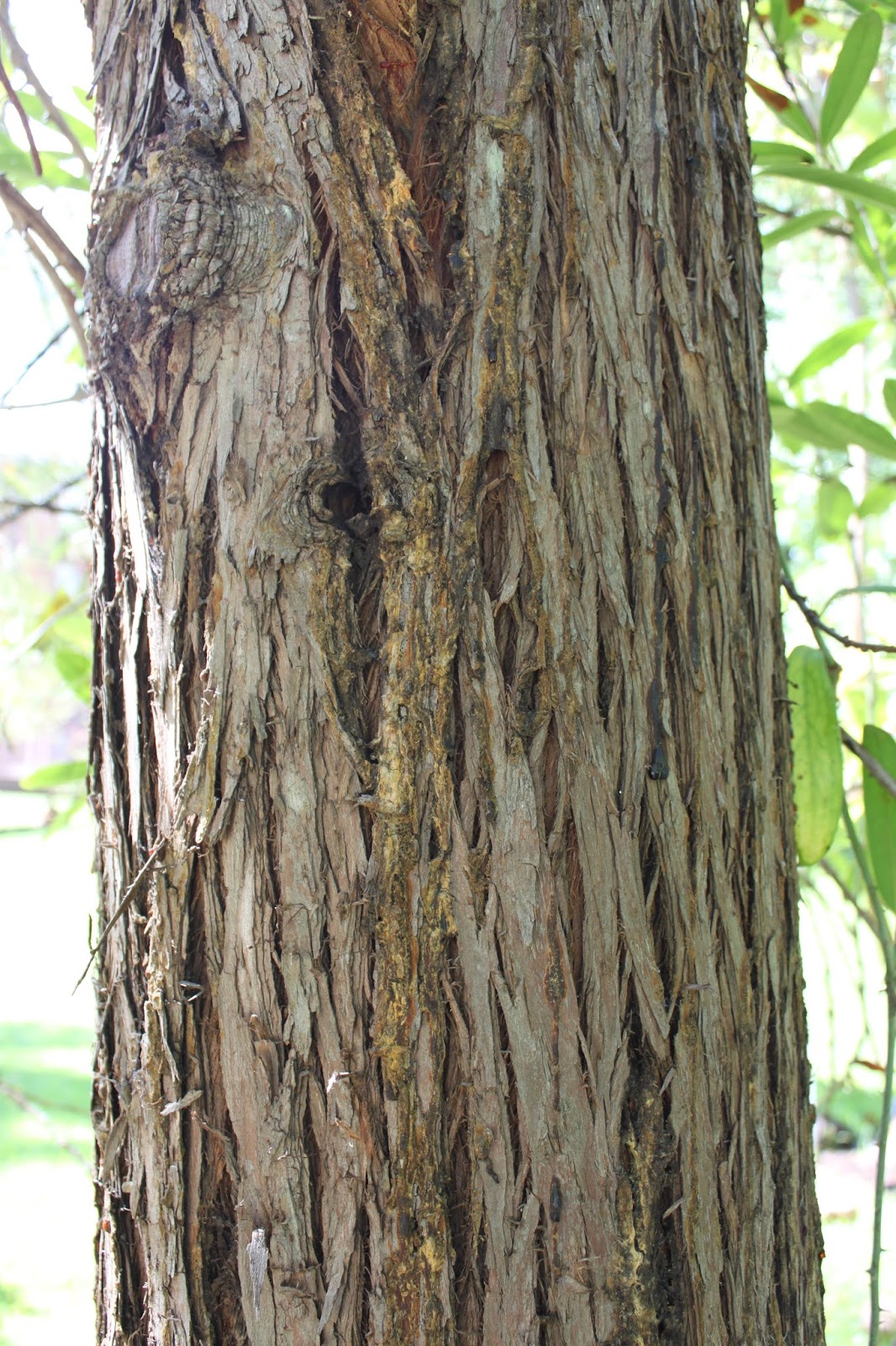 Centenary College Arboretum: Tree of the Week: Pond Cypress (Taxodium ...
