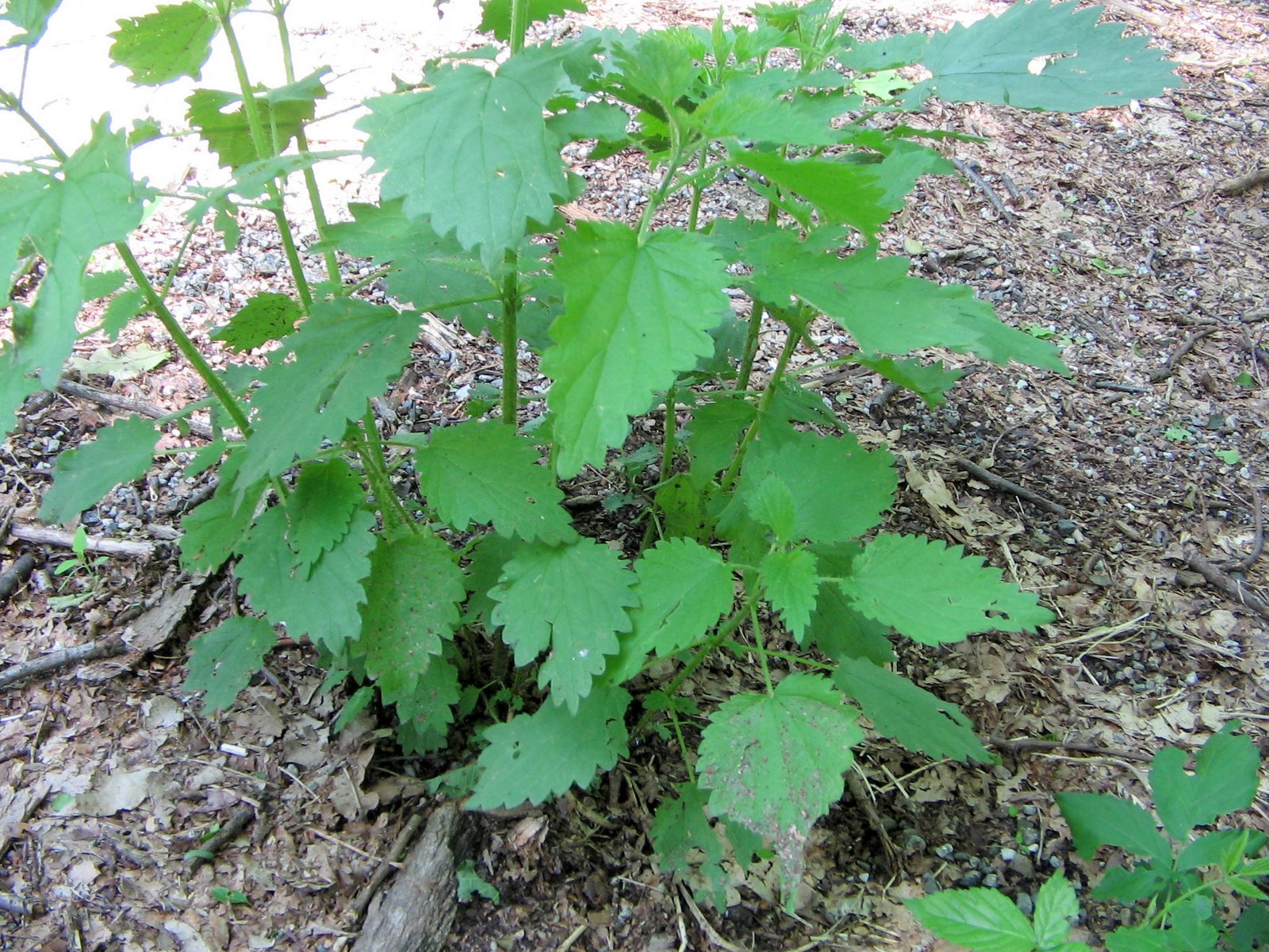 FLORA NEL SALENTO e.. anche altrove: Alliaria petiolata (M. Bieb ...