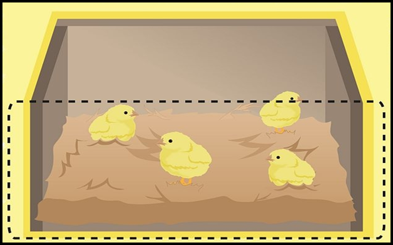 Desarrollo y Crecimiento : Desarrollo y Crecimiento de los pollos