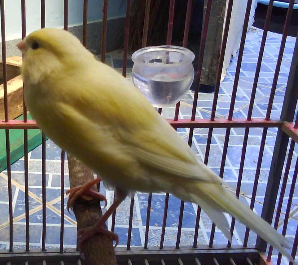 Animal Species: Characteristics of Good Canary