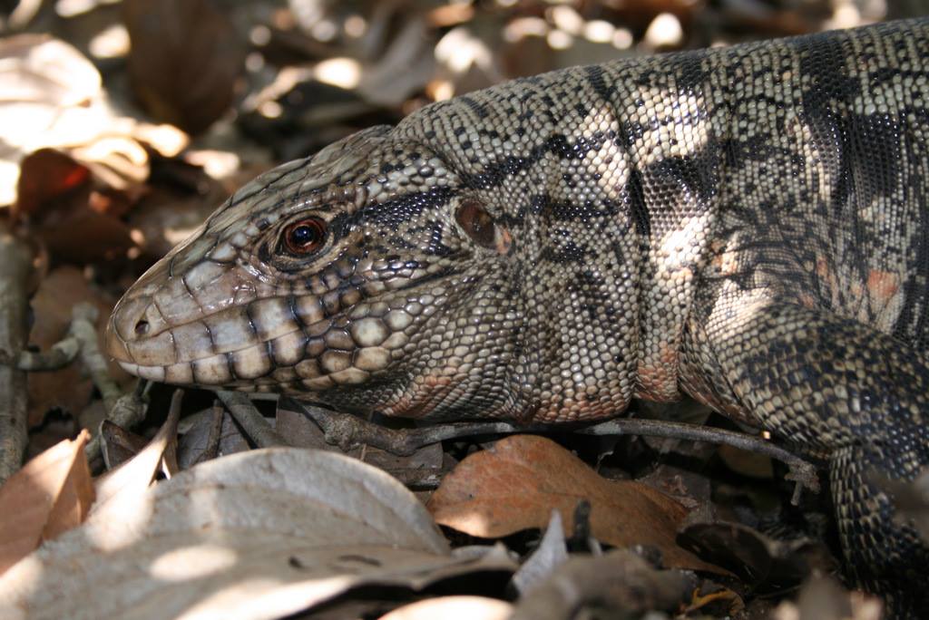 Caliandra do Cerrado: Lagarto Teiú no Cerrado