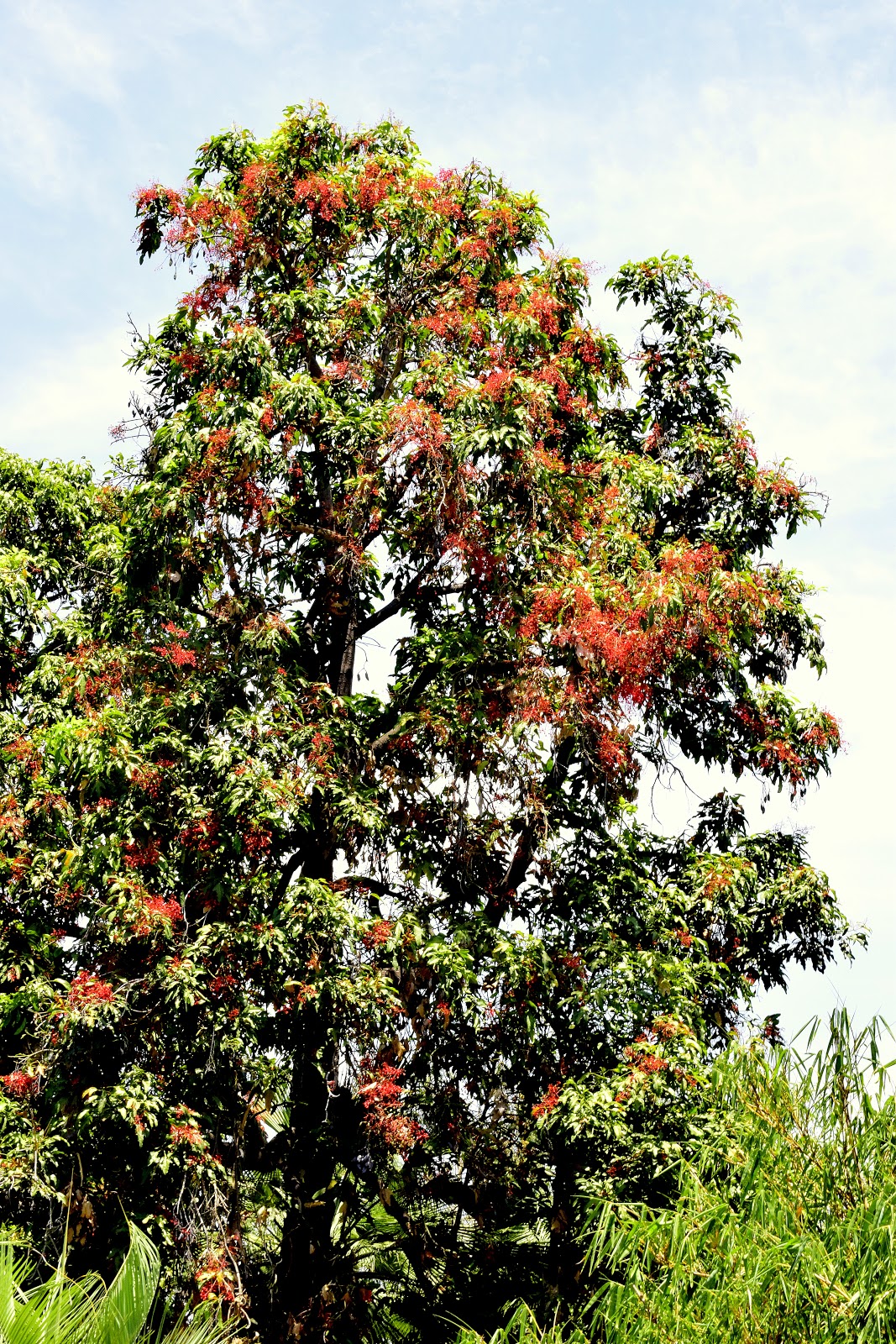 L.A. County Arboretum & Botanic Garden Plant Info: July 8th In the Garden