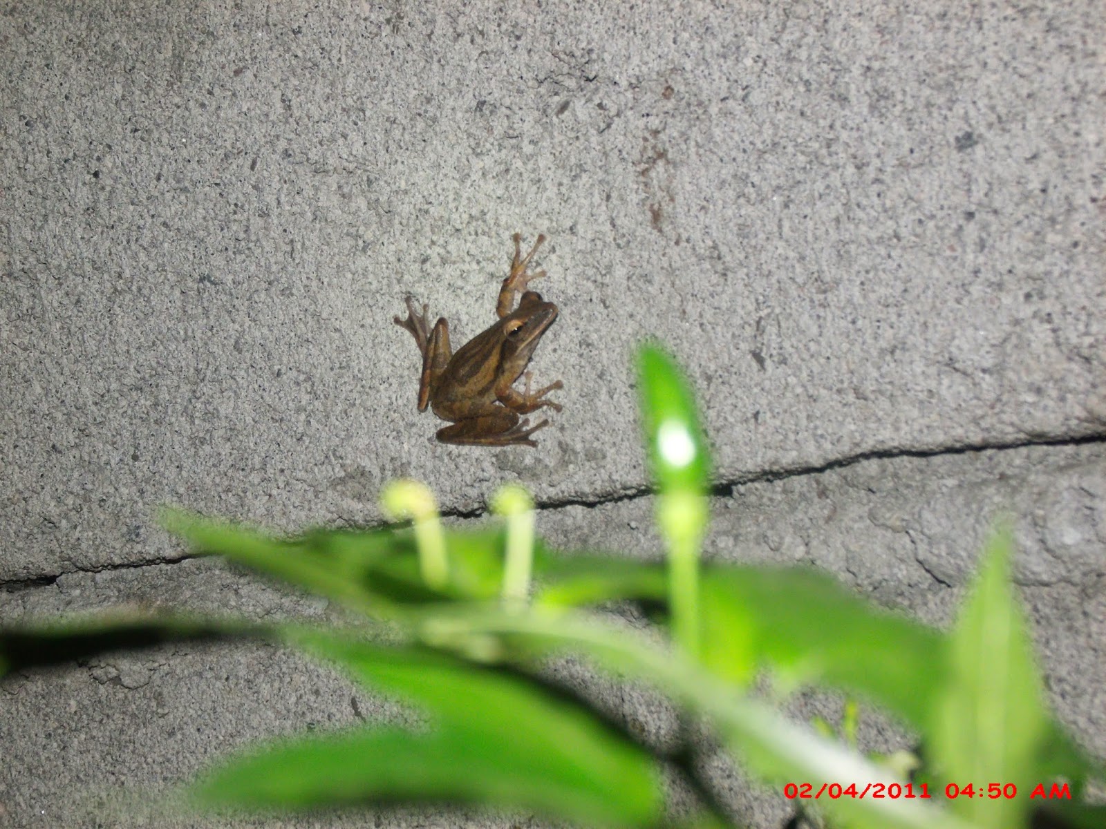 Discovery "Unsual frog in the Philippines" | God's LOVE & GRACE