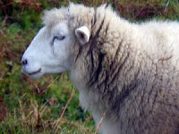 LA OVEJA PERDIDA, ORACION ~ Misiones de Santander