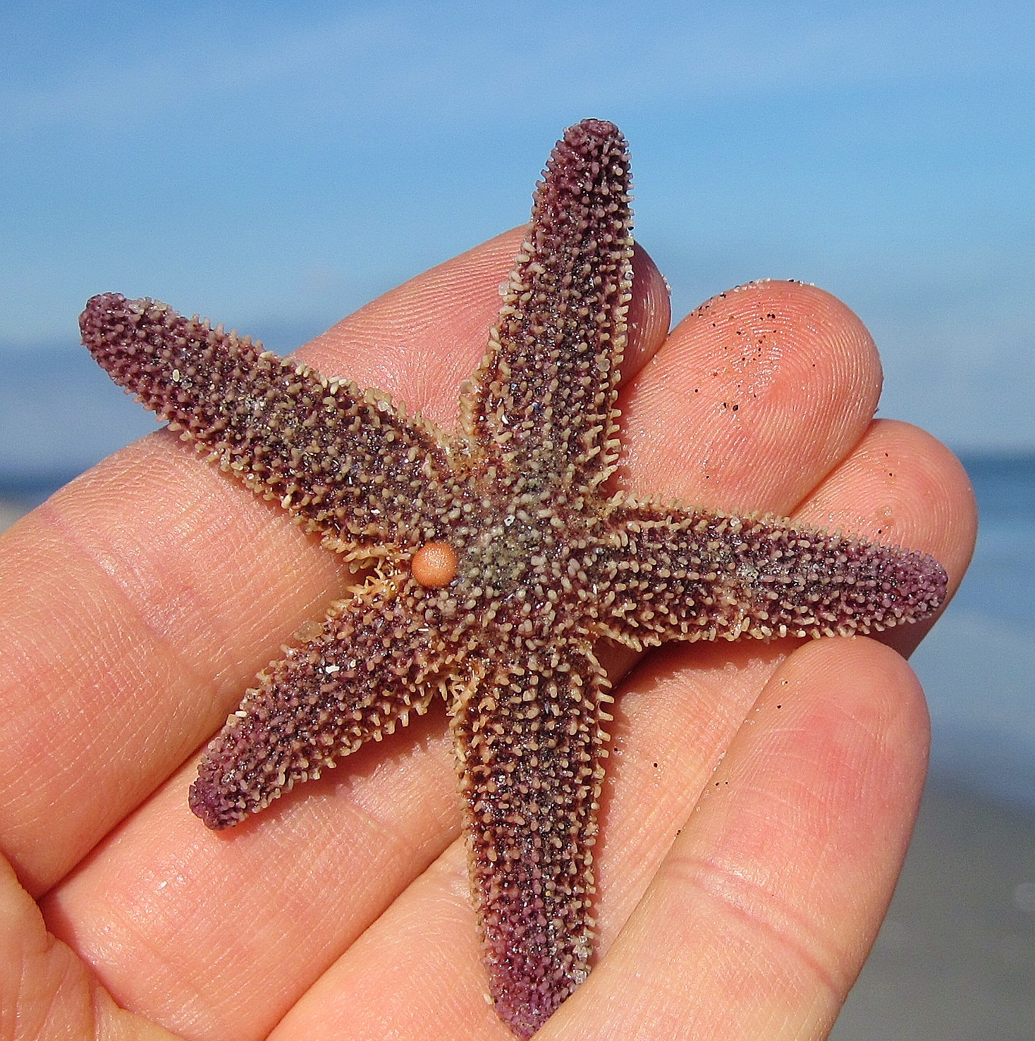 Sea Star Washes Up After Storm | Nature on the Edge of New York City