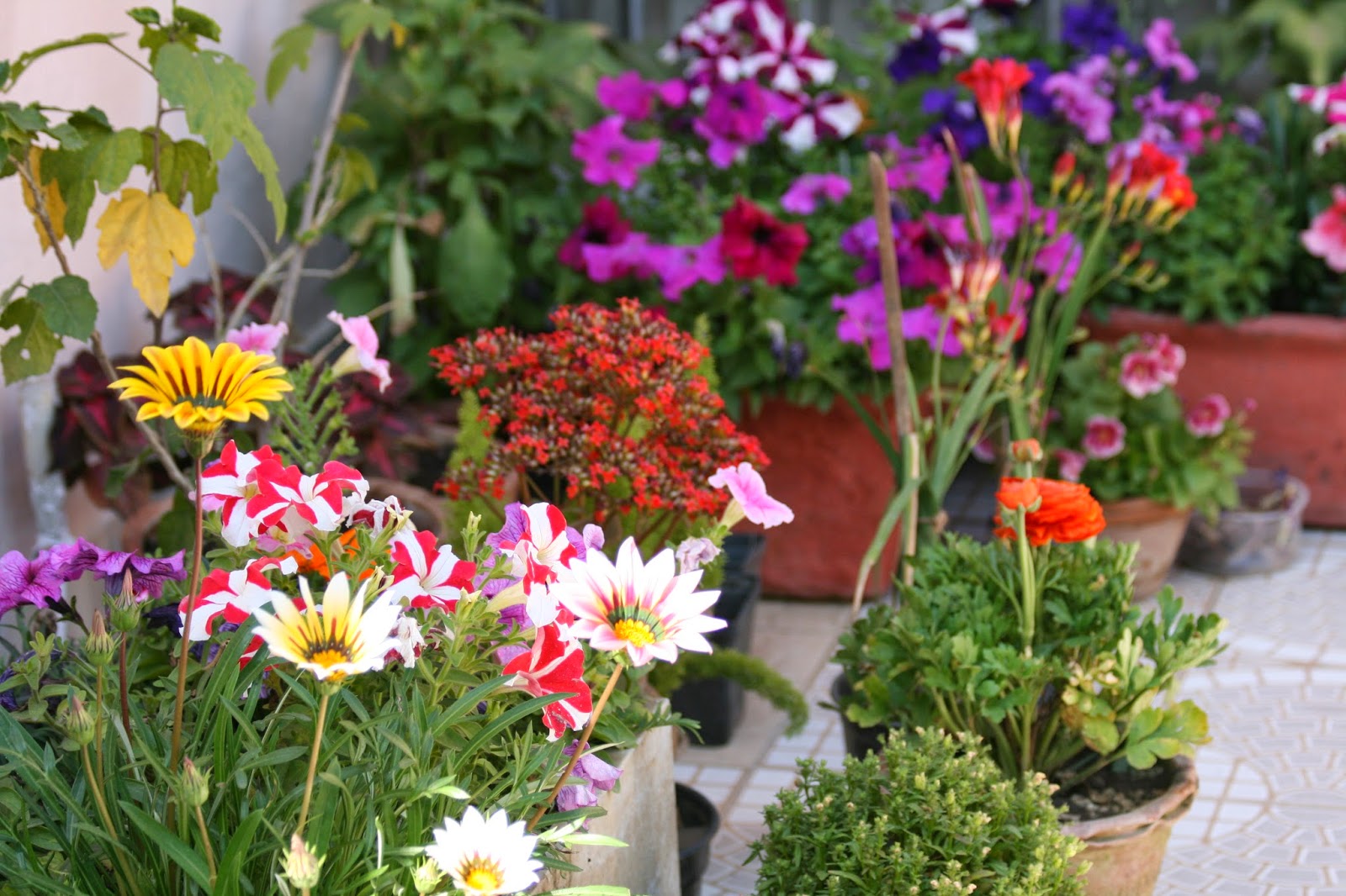 Home Gardening - India: Winter/Spring 2014 Terrace Flower Garden