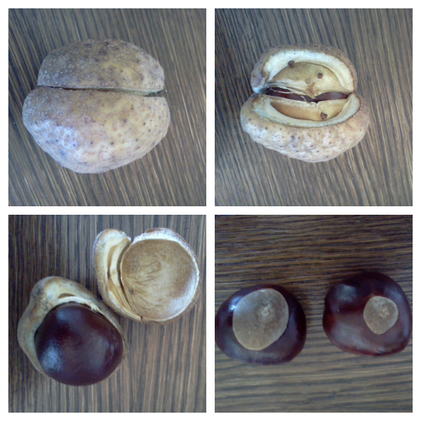 Silo Hill Farm: BUCKEYES AND BITTERSWEET