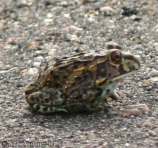 South African Photographs: African Bullfrog (Pyxicephalus edulis)