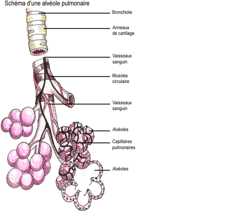 la biologie physiopathologie humaine: Révision de la respiration