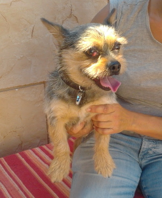 NOBLE GALGO: MUY URGENTE!!! YEICO, cruce de yorki, de un añito, sus ...