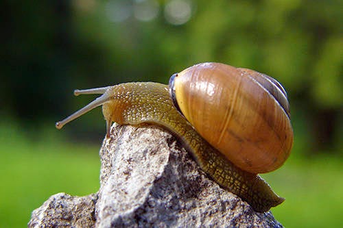 Snail hd picture , insect picture | Picture HD