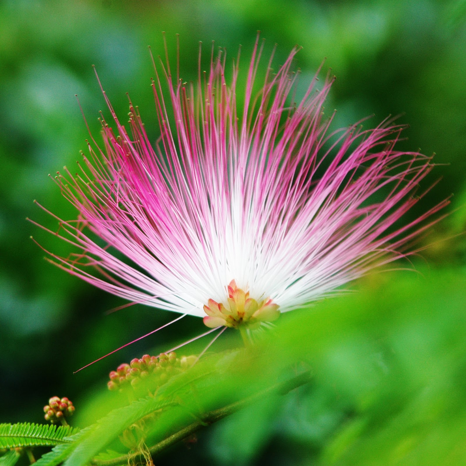 愛花人集合！: 新花卉104～細葉粉撲花