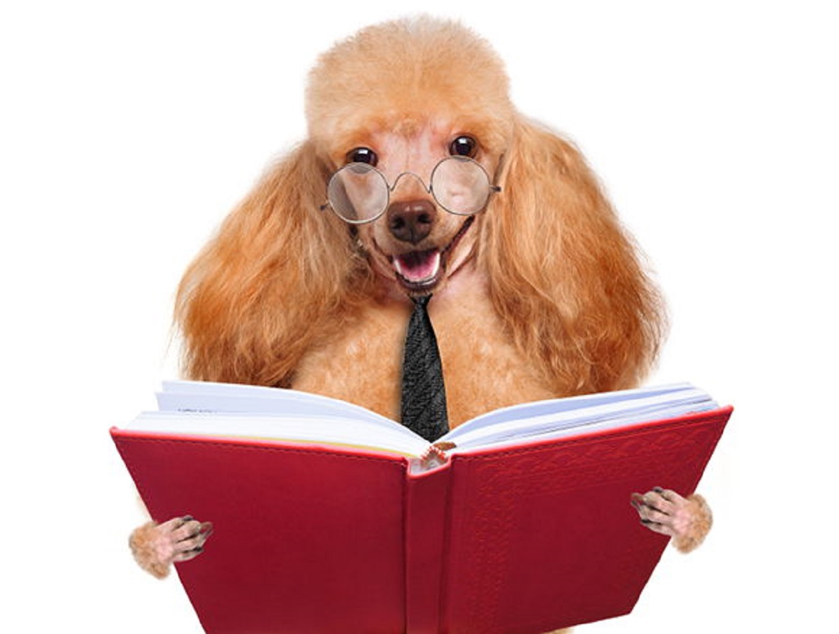 Tips To Understanding Ingredients In Dog Food Doglopedix tips-to-understanding-ingredients-in-dog-food-doglopedix