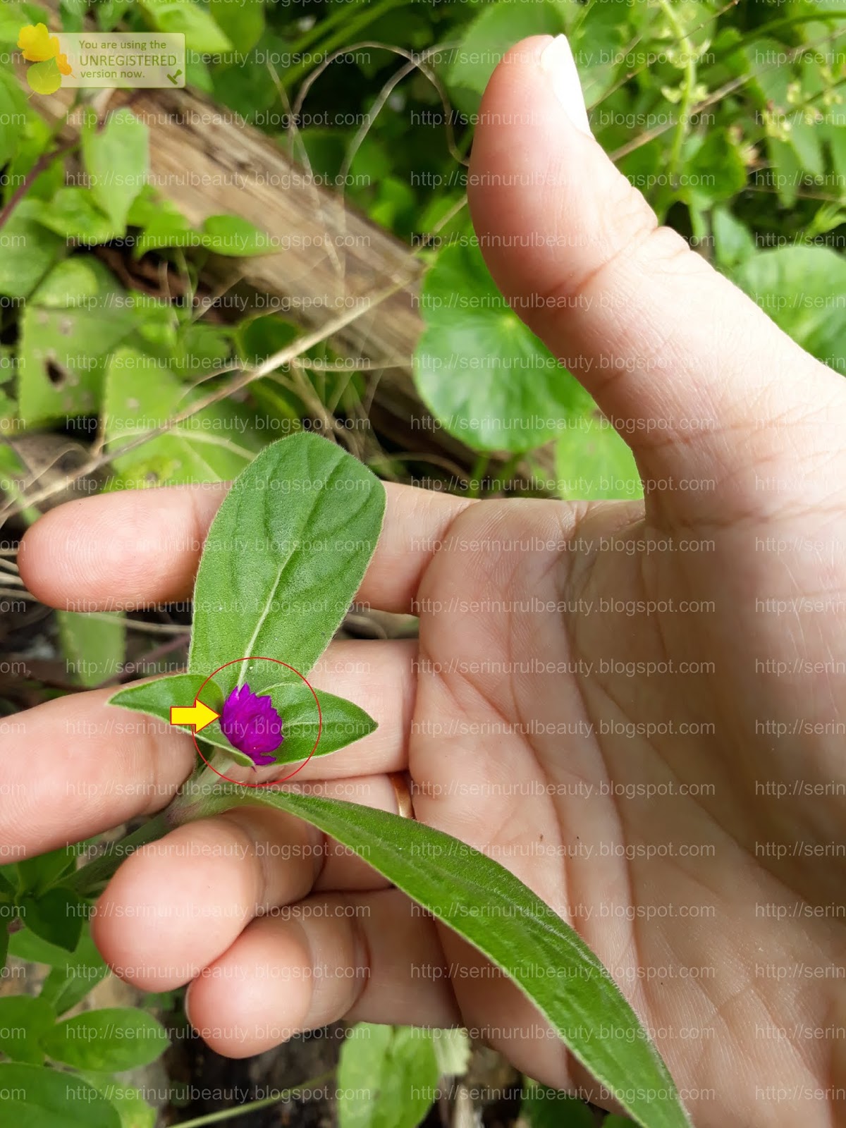 Healthy Nurul Beauty: The pretty peeking flower bloom of my Globe ...
