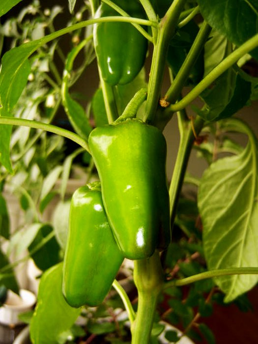 Chicagoland Greenery: The Indoor Garden Expands to The Outdoors