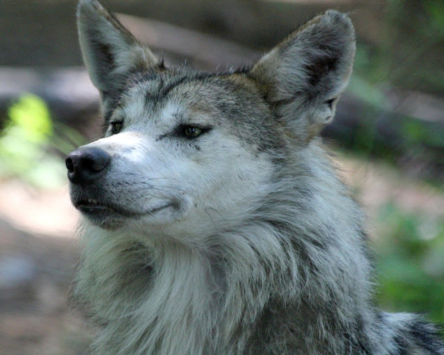 White Wolf : 17 Pictures Of Happiest Wolves Who Show The Best "Smiles"