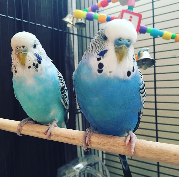Dark Blue Parakeets