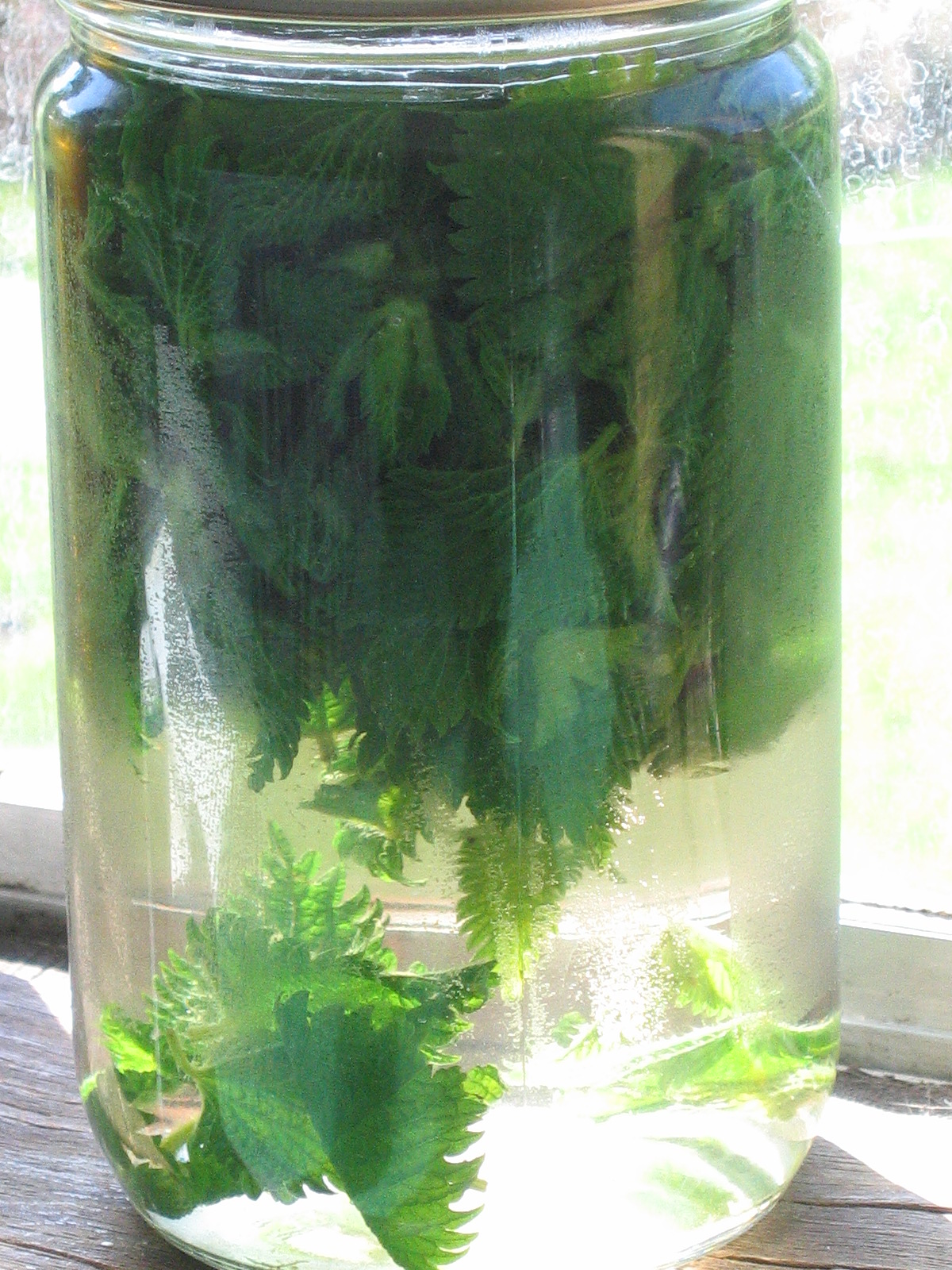 Honey Bee Holistics: Wild Nettles and why you should be friends!