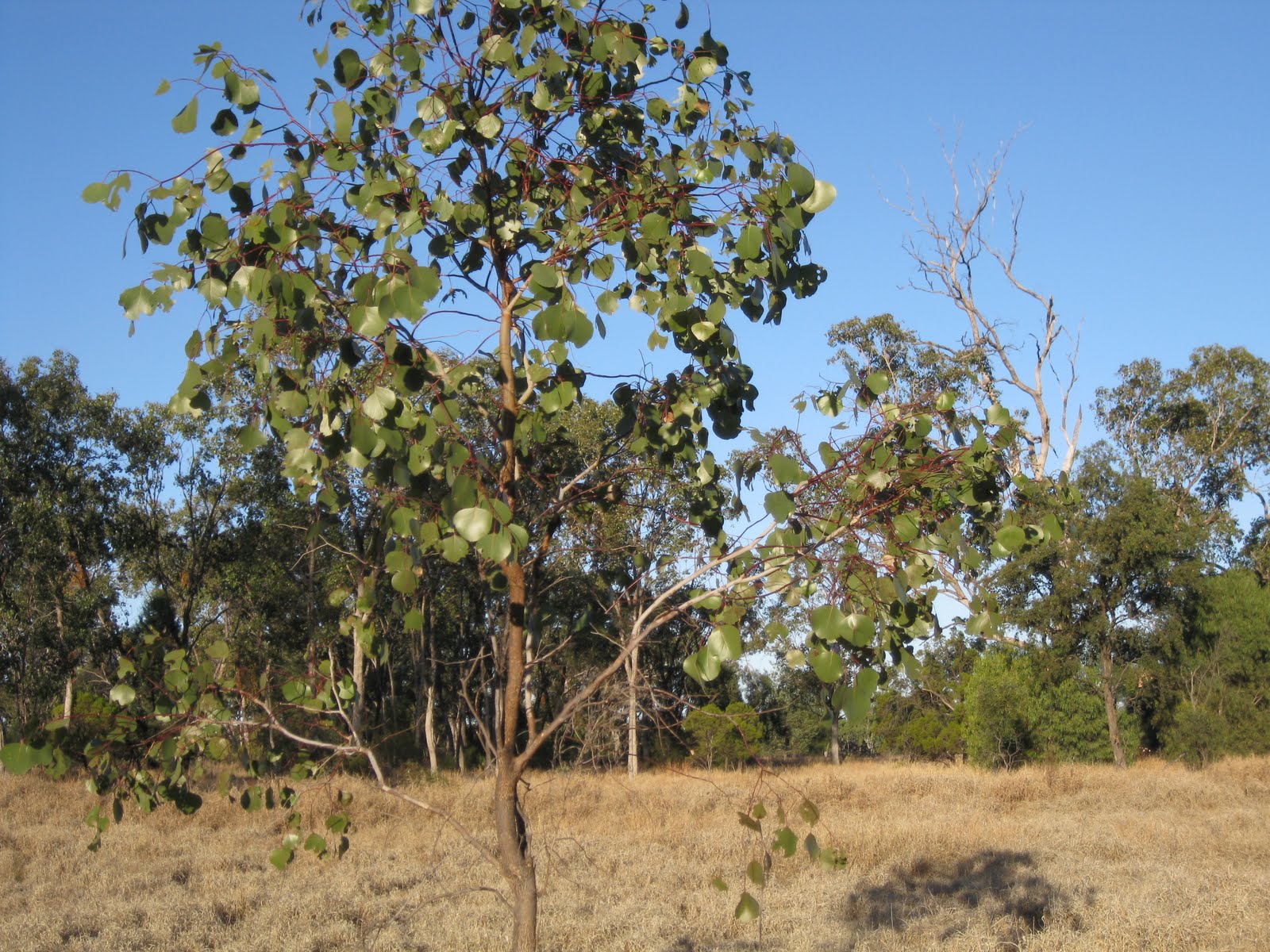 Robin's Double Life: Eucalypts of outback Qld